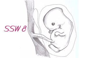 Schwangerschaftswoche 8